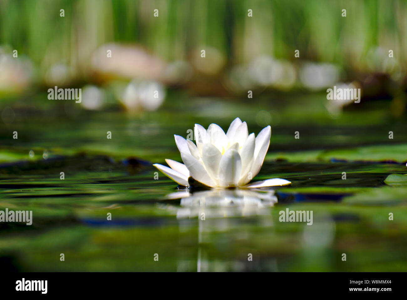 Nymphaea seerose hi-res stock photography and images - Alamy