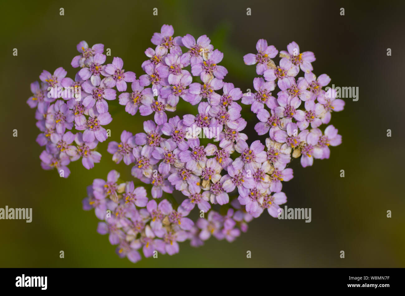 pink yarrow flower blossom Stock Photo - Alamy