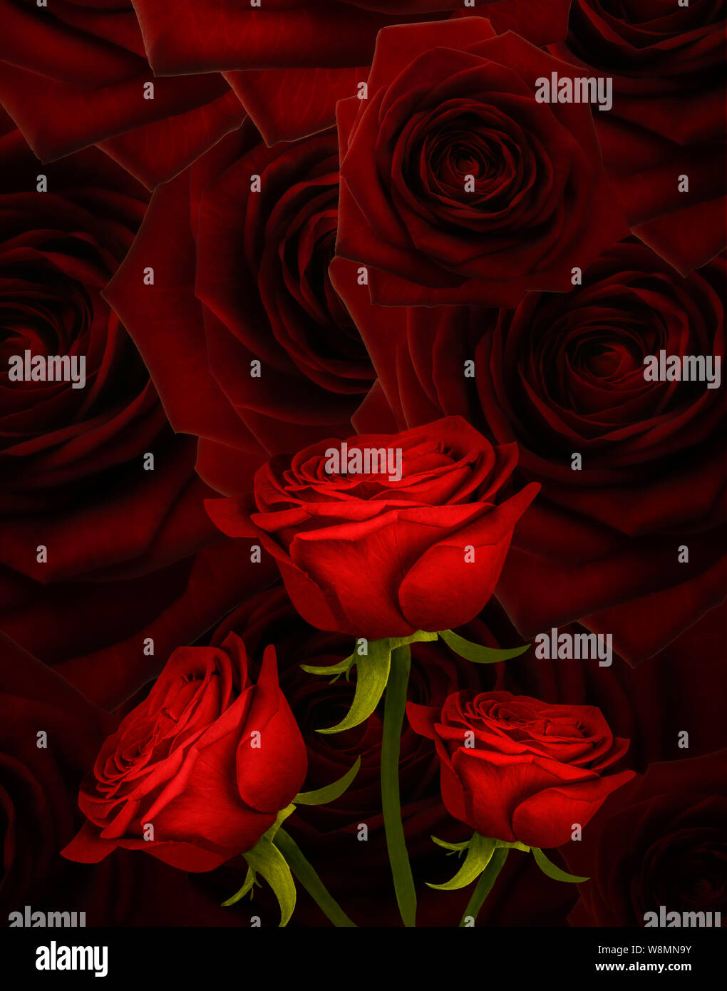 High resolution photo montage of individually colour graded Roses, with ...