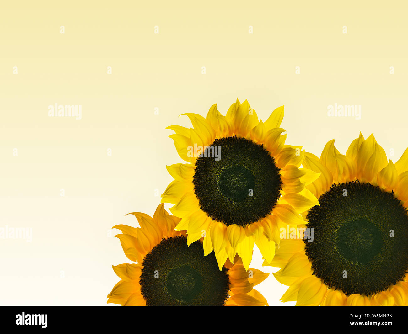 Graduated background hi-res stock photography and images - Alamy