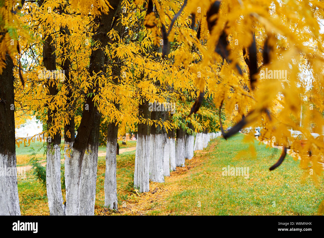Autumn trees in city park, beautiful nature, fall season, yellow leaves ...