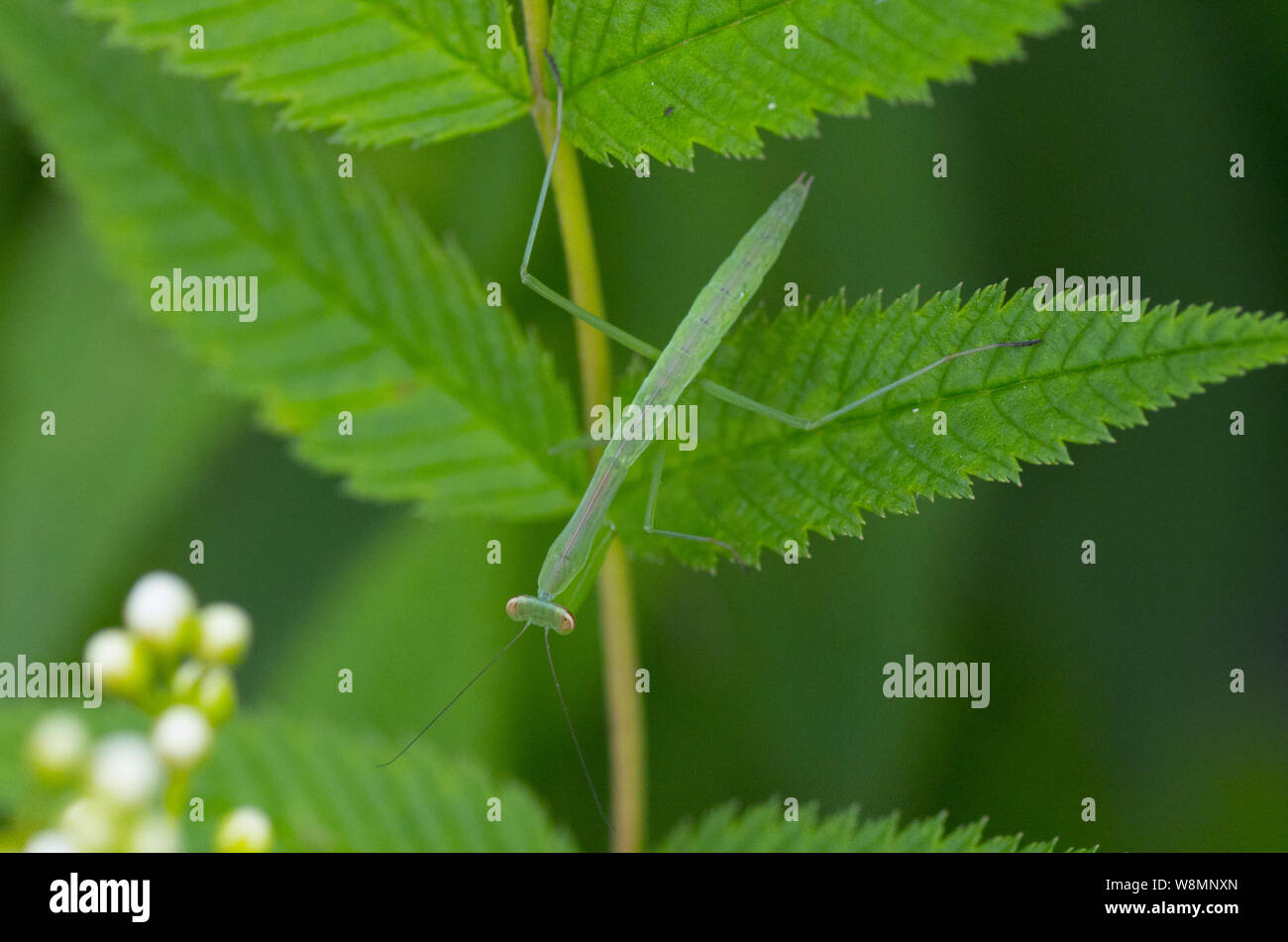 green mantis on leaf Stock Photo - Alamy