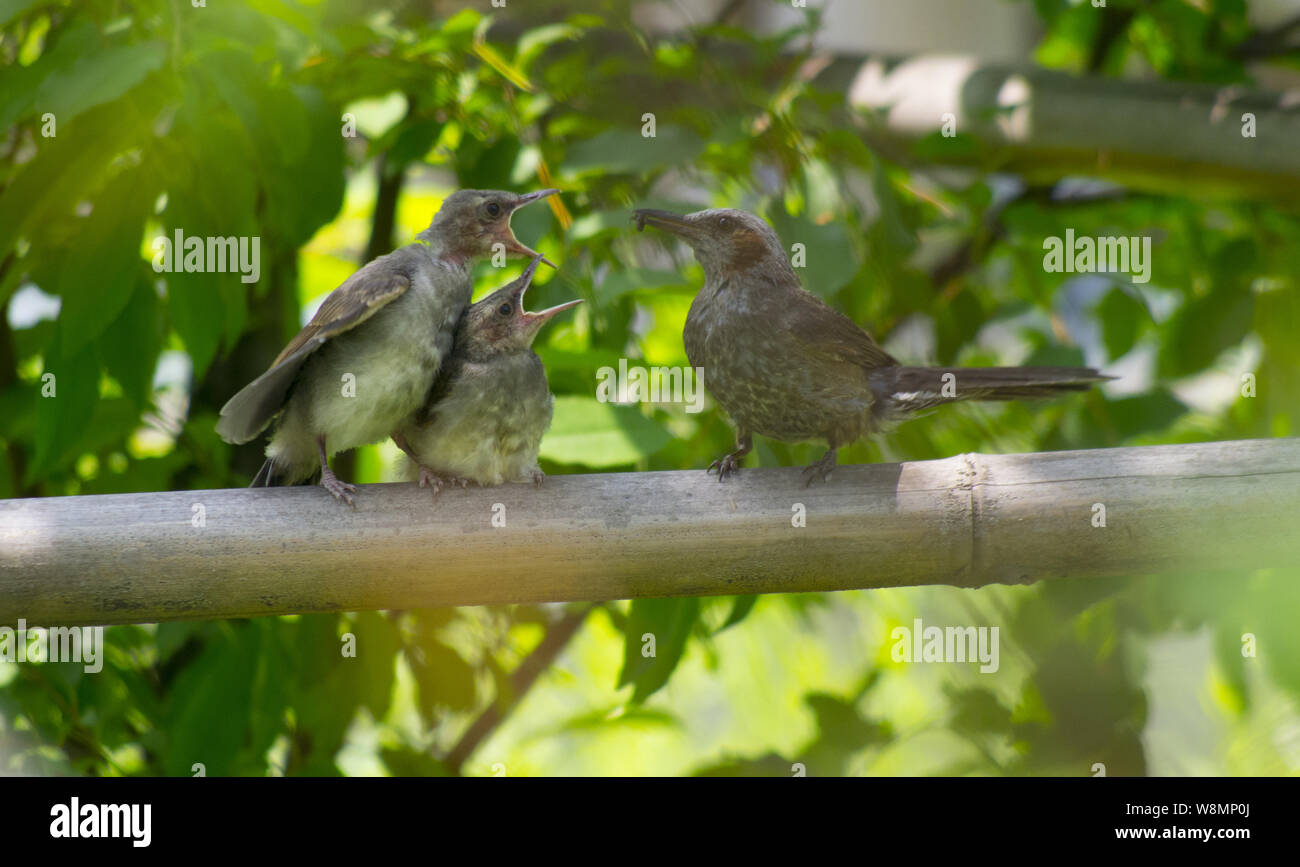 birds on the bamboo rod Stock Photo - Alamy