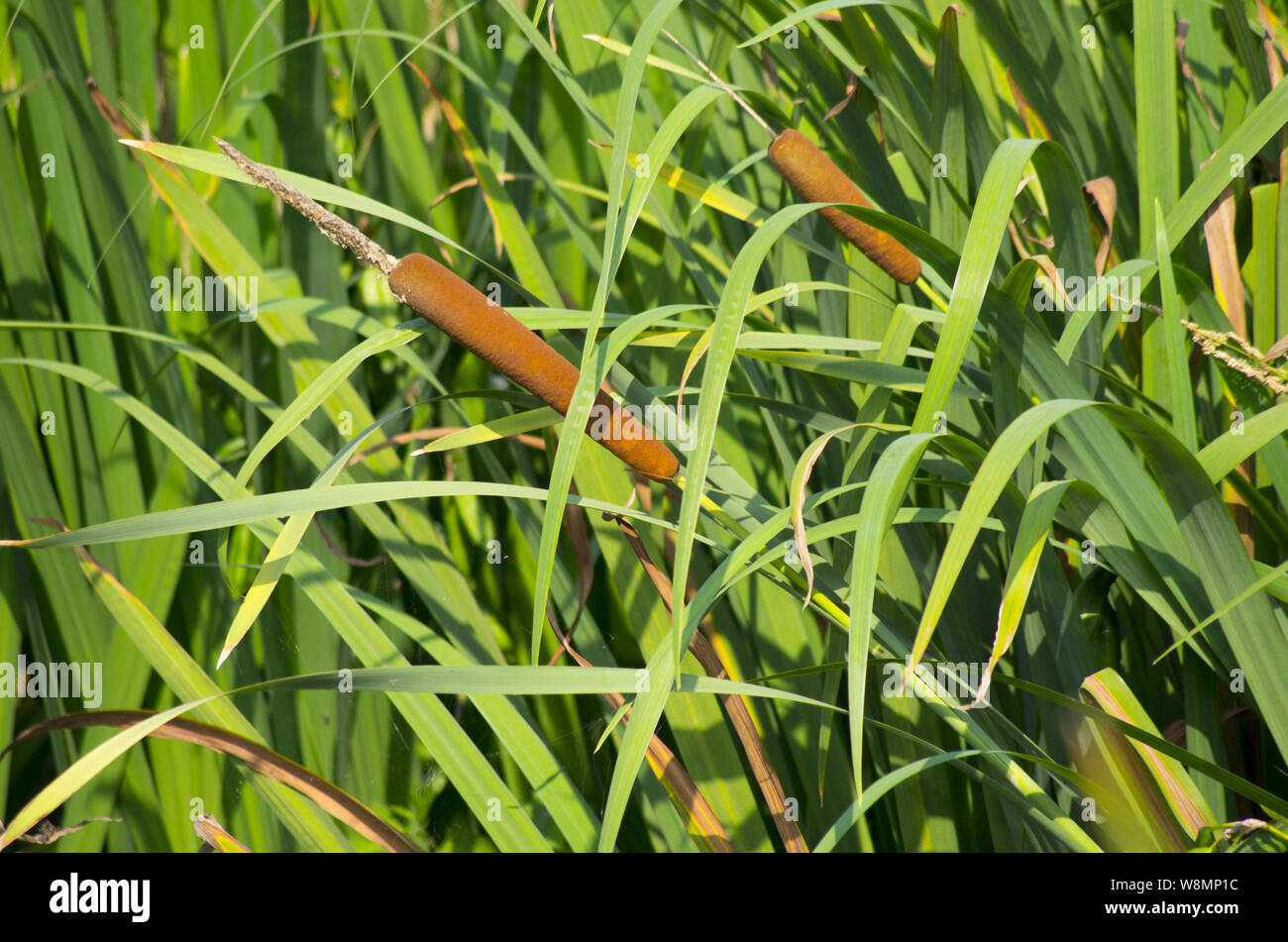 Typha orientalis hi-res stock photography and images - Alamy