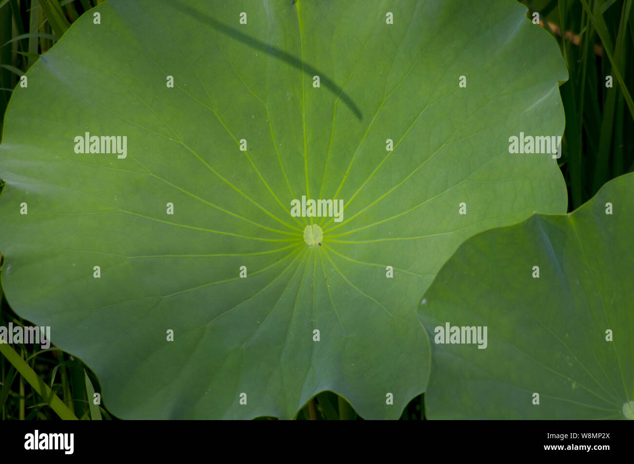 big lotus leaves Stock Photo - Alamy