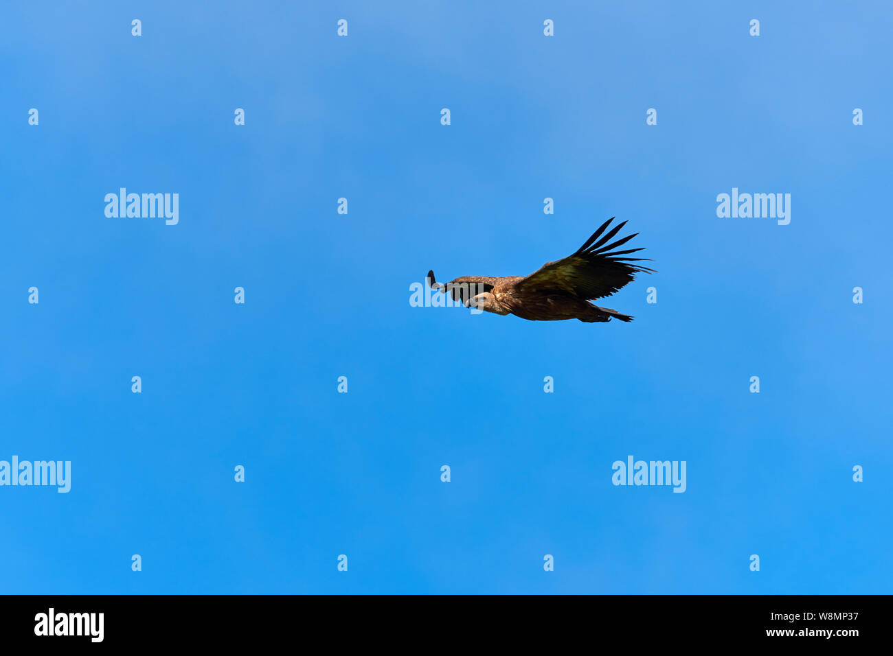 Grey griffin hi-res stock photography and images - Alamy