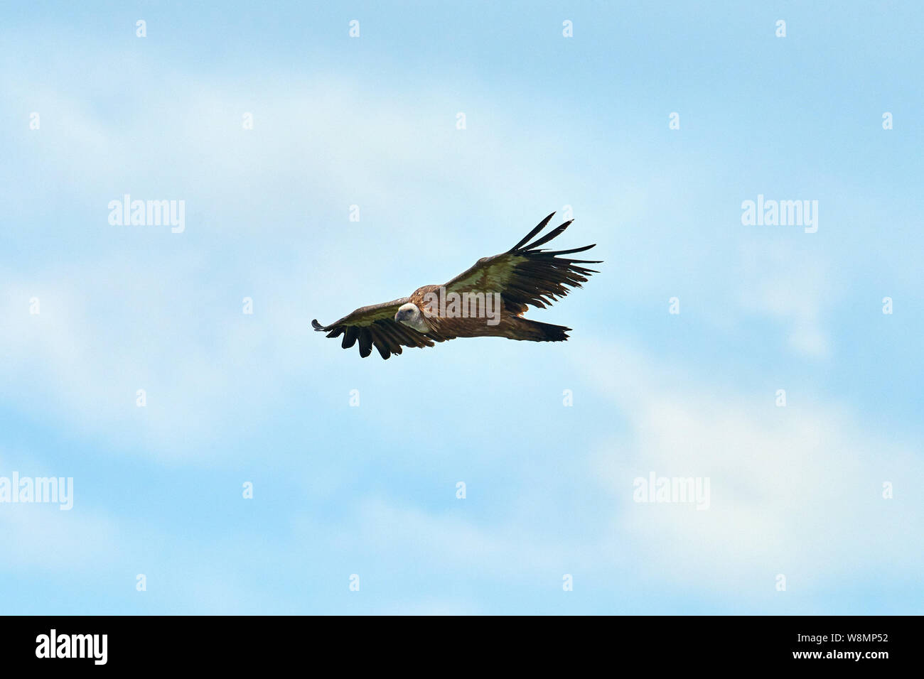 Harpy eagle profile hi-res stock photography and images - Alamy