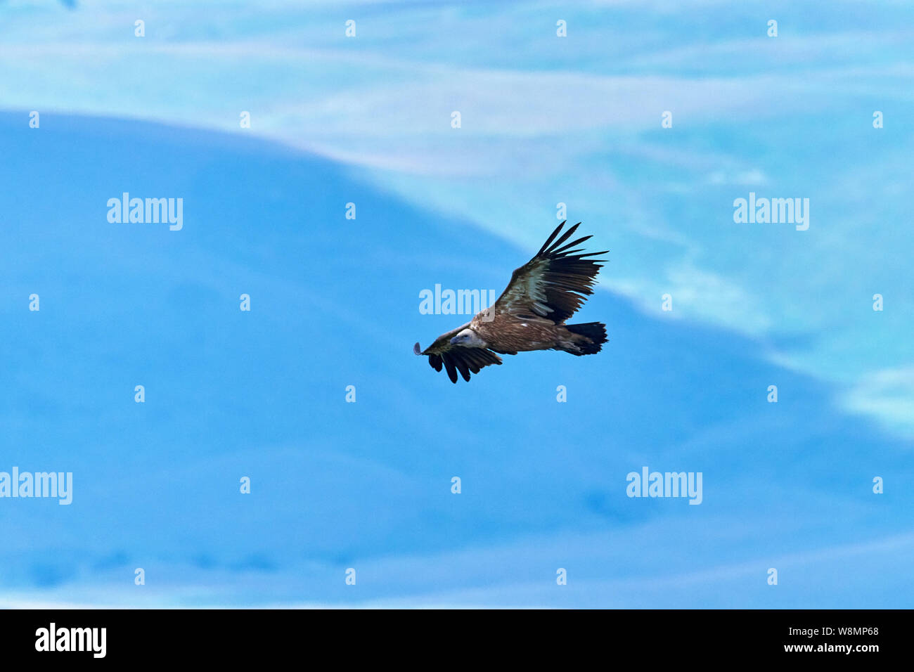 Grey Griffin High Resolution Stock Photography and Images - Alamy