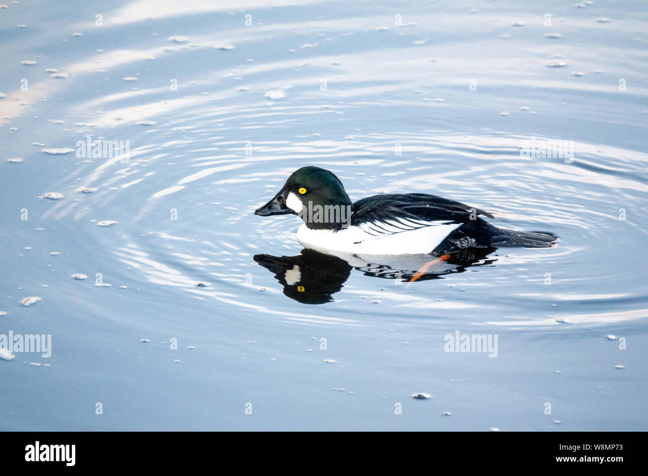 Common goldeneye Drake on the water Stock Photo - Alamy