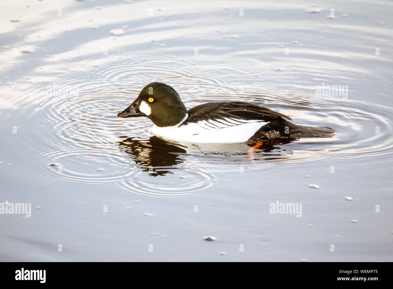 Common goldeneye Drake on the water Stock Photo - Alamy