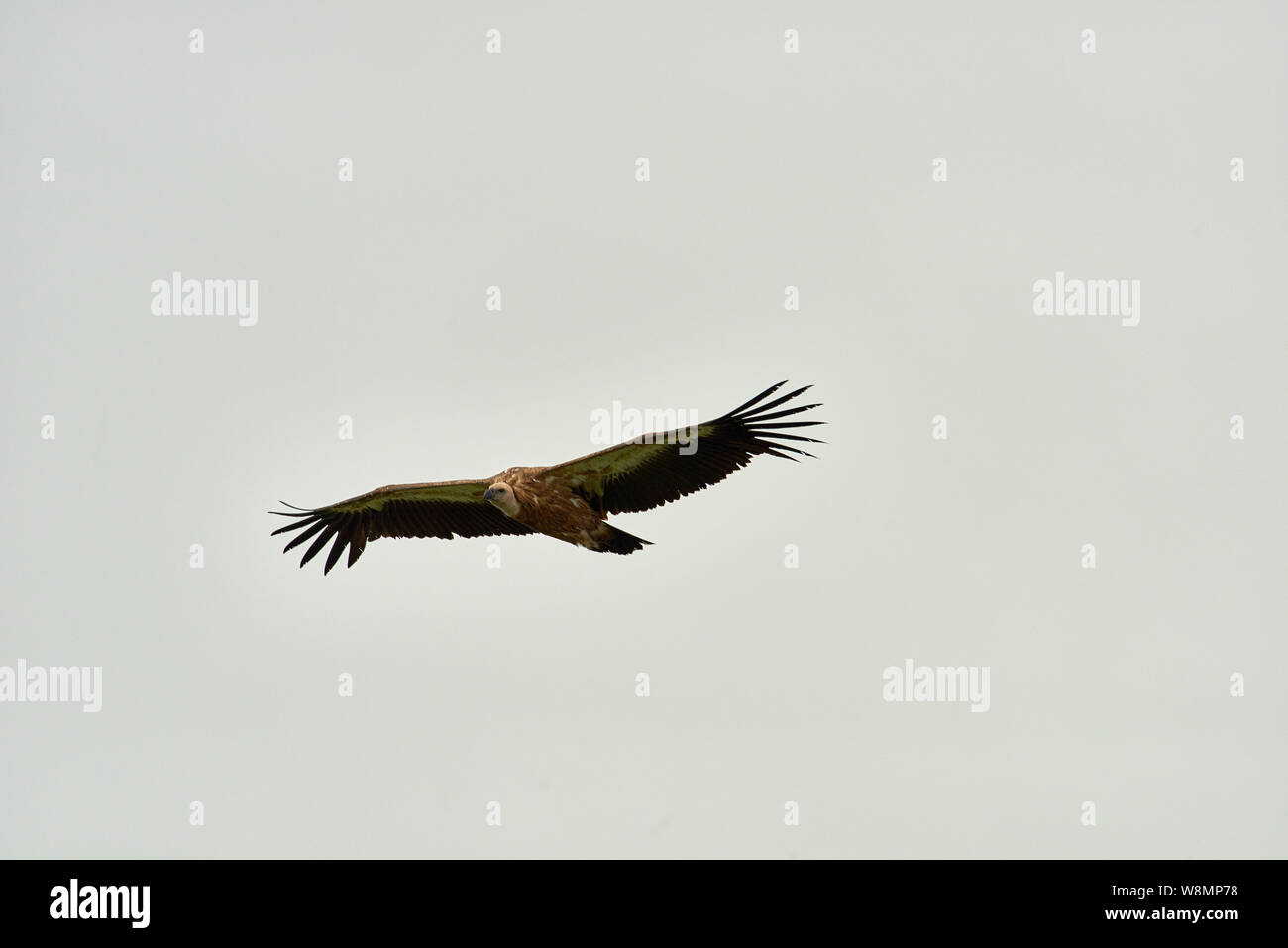 Harpy eagle flight hi-res stock photography and images - Alamy