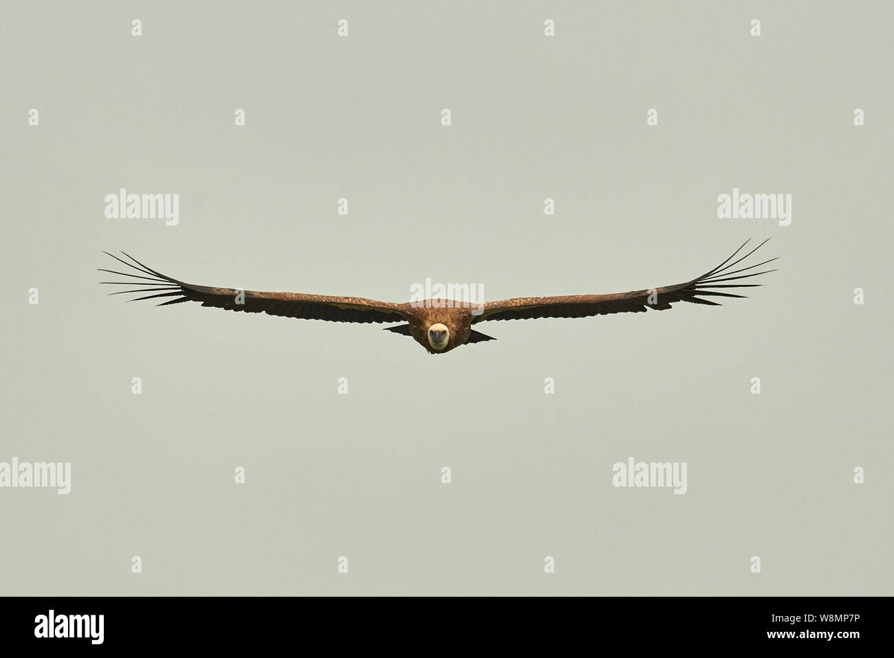 Harpy eagle profile hi-res stock photography and images - Alamy