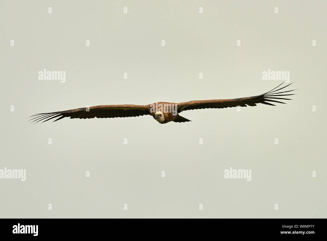 Harpy eagle profile hi-res stock photography and images - Alamy
