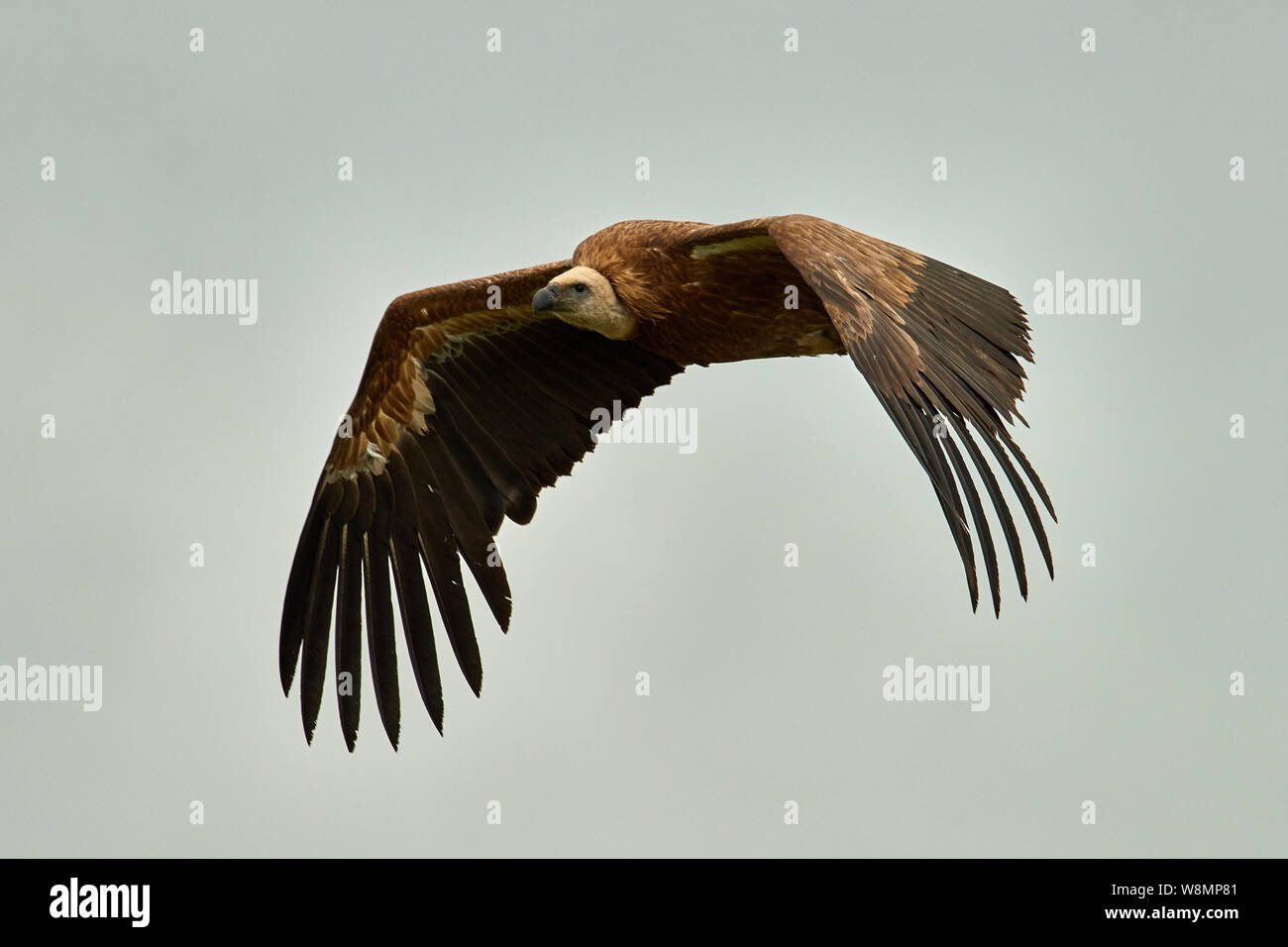 Griffon-vulture. Griffin-vulture. Vulture, fingerboard, griffin griffon ...