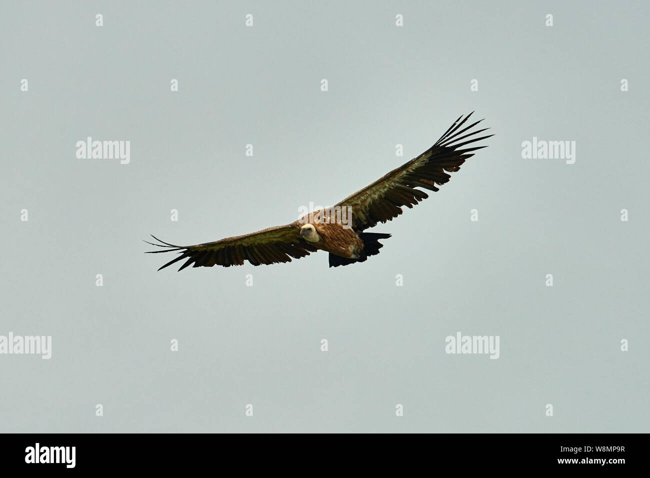 Harpy eagle flight hi-res stock photography and images - Alamy