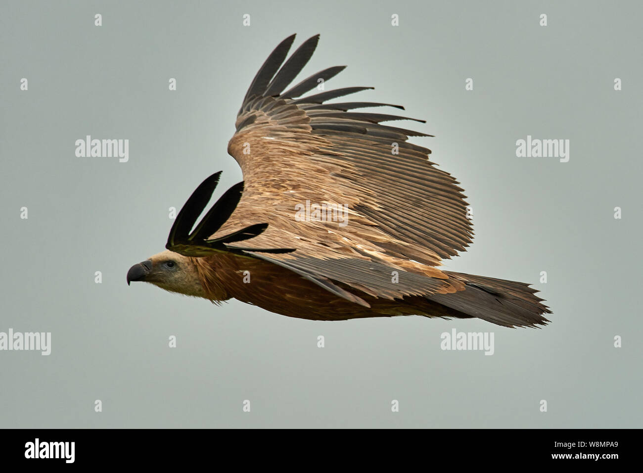 Griffon-vulture. Griffin-vulture. Vulture, fingerboard, griffin griffon ...