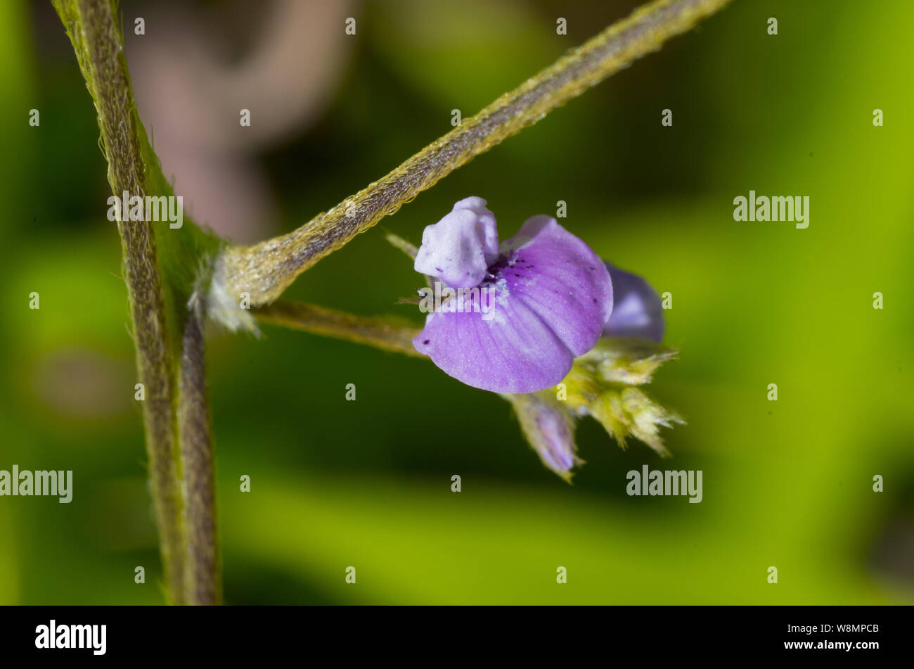 purple bean flower Stock Photo - Alamy