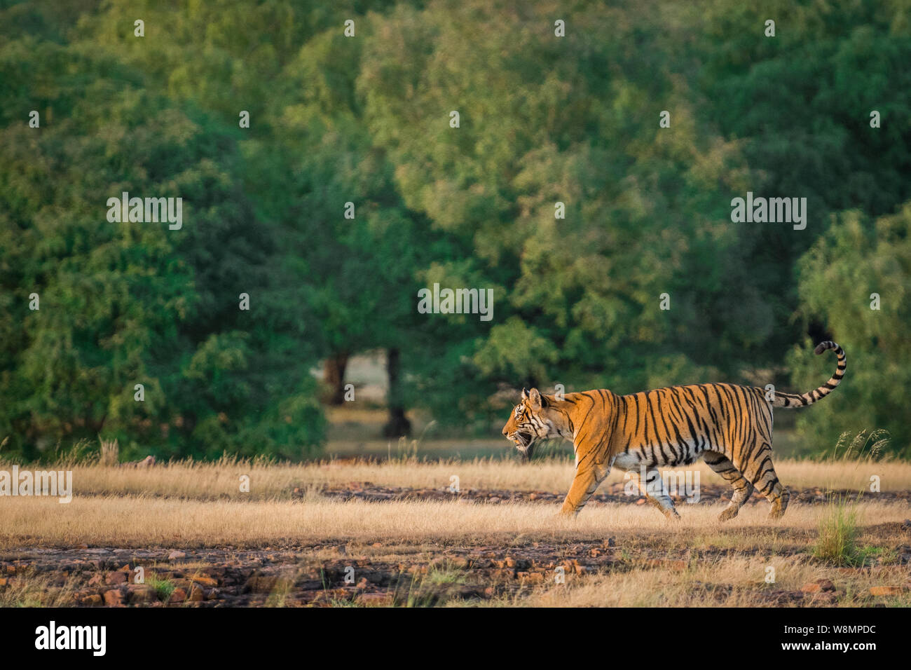 An angry looking female bengal tiger charging over prey with expression ...