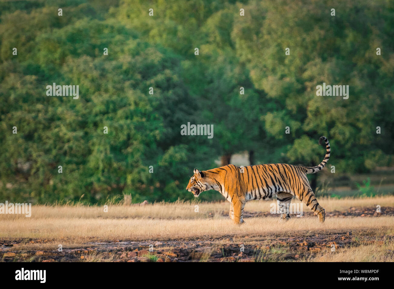 An angry looking female bengal tiger charging over prey with expression ...
