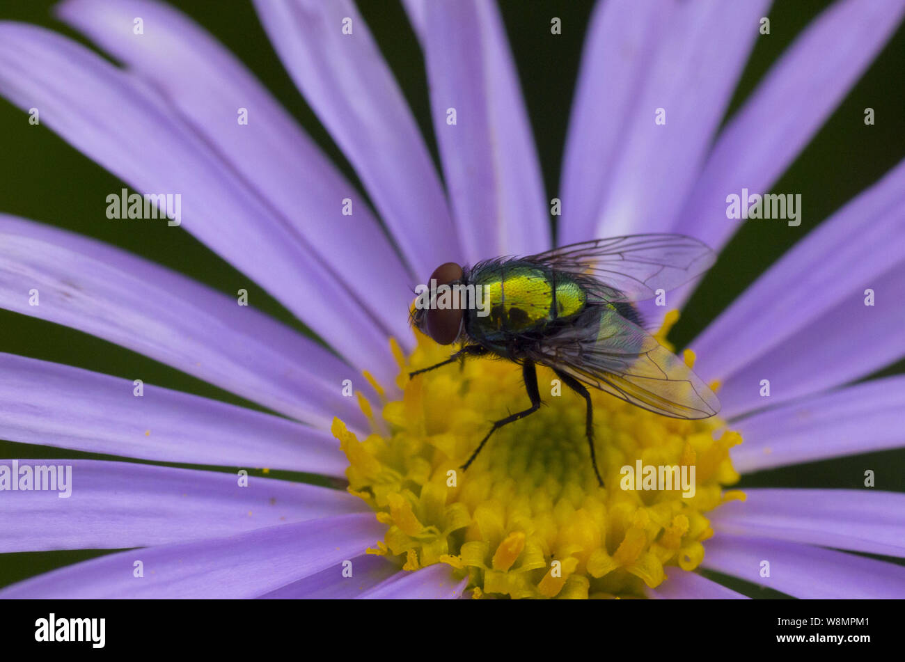 green fly on violet daisy Stock Photo - Alamy