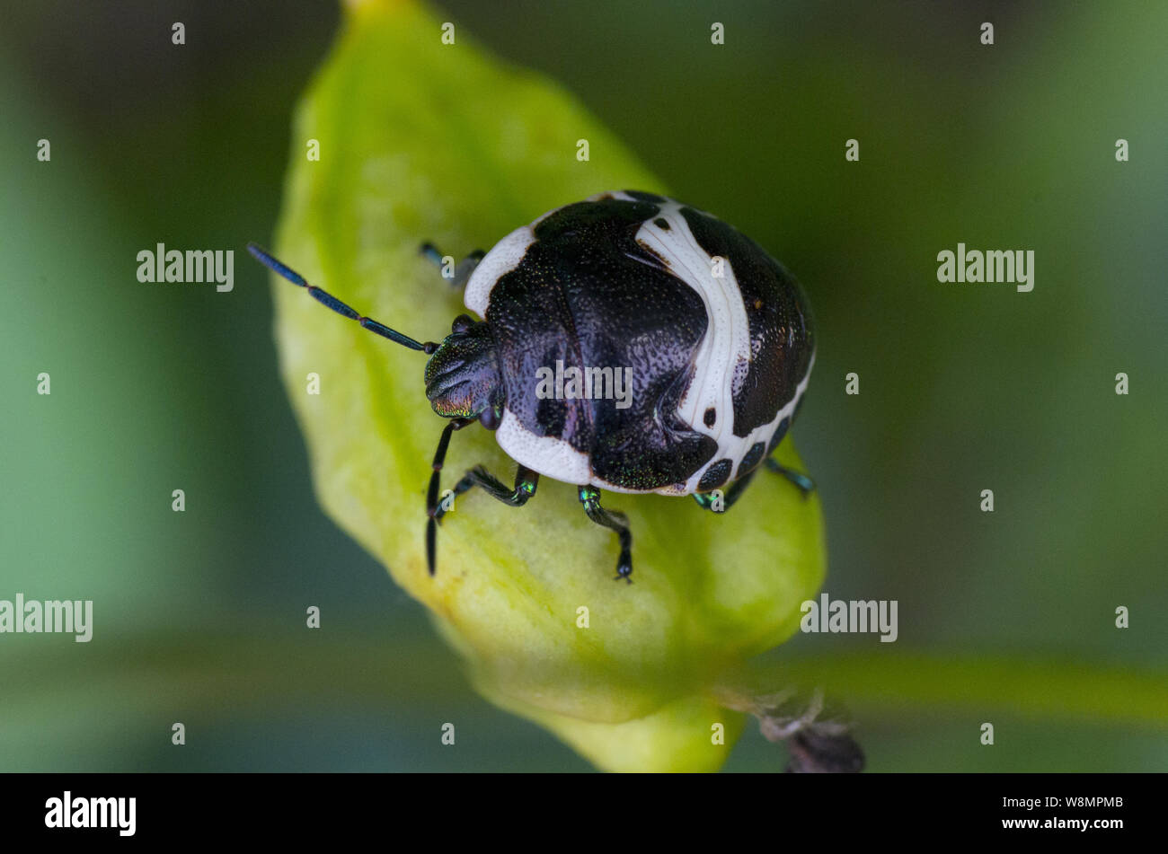 black and white true bug Stock Photo - Alamy
