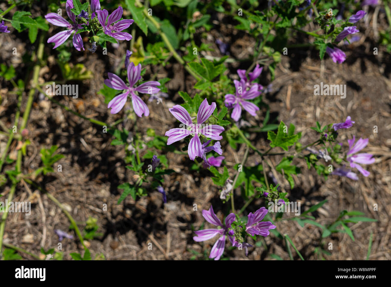 Flowers of Malva sylvestris Stock Photo - Alamy