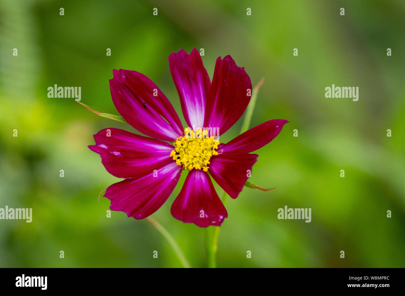 purple cosmos in the garden Stock Photo - Alamy
