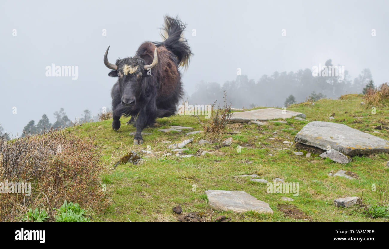 angry Himalayan black yak, ready to charge, somewhere in Nepal Stock ...