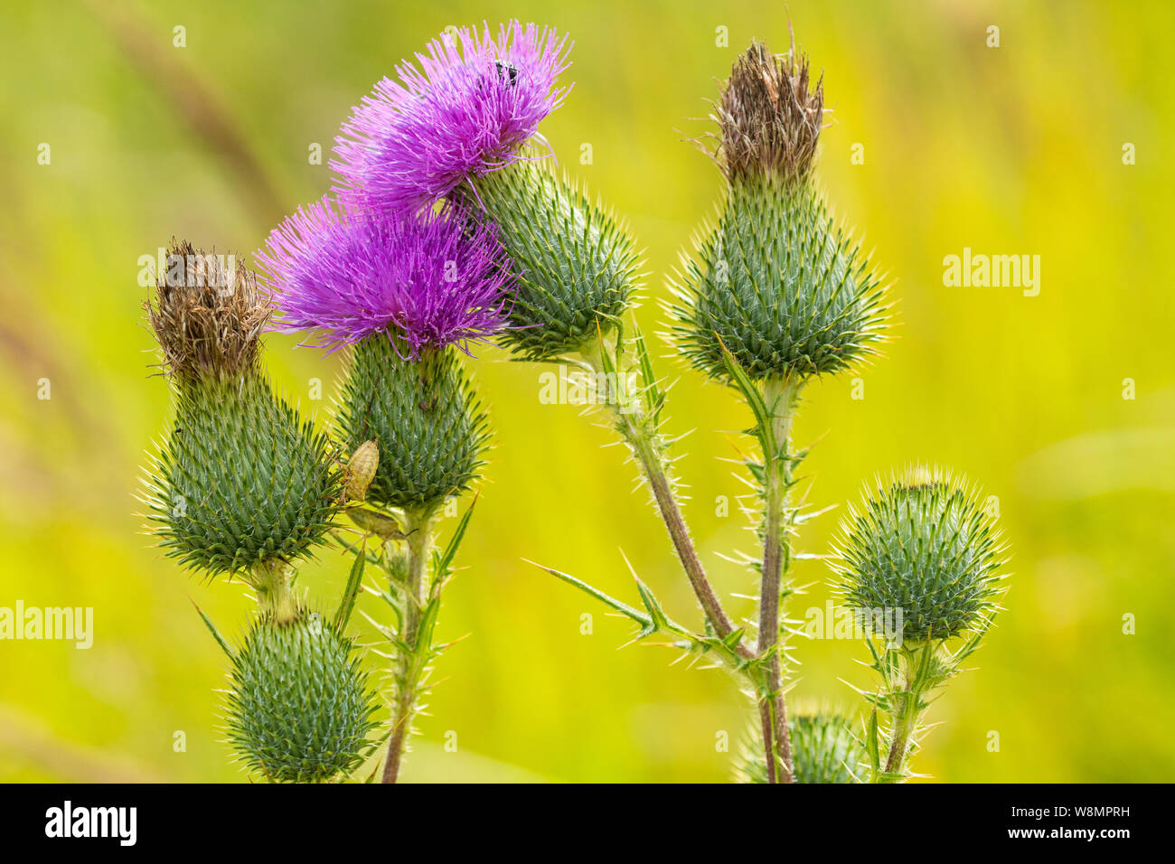 Scottish Thistle Flower in Bloom in the summer field Stock Photo - Alamy
