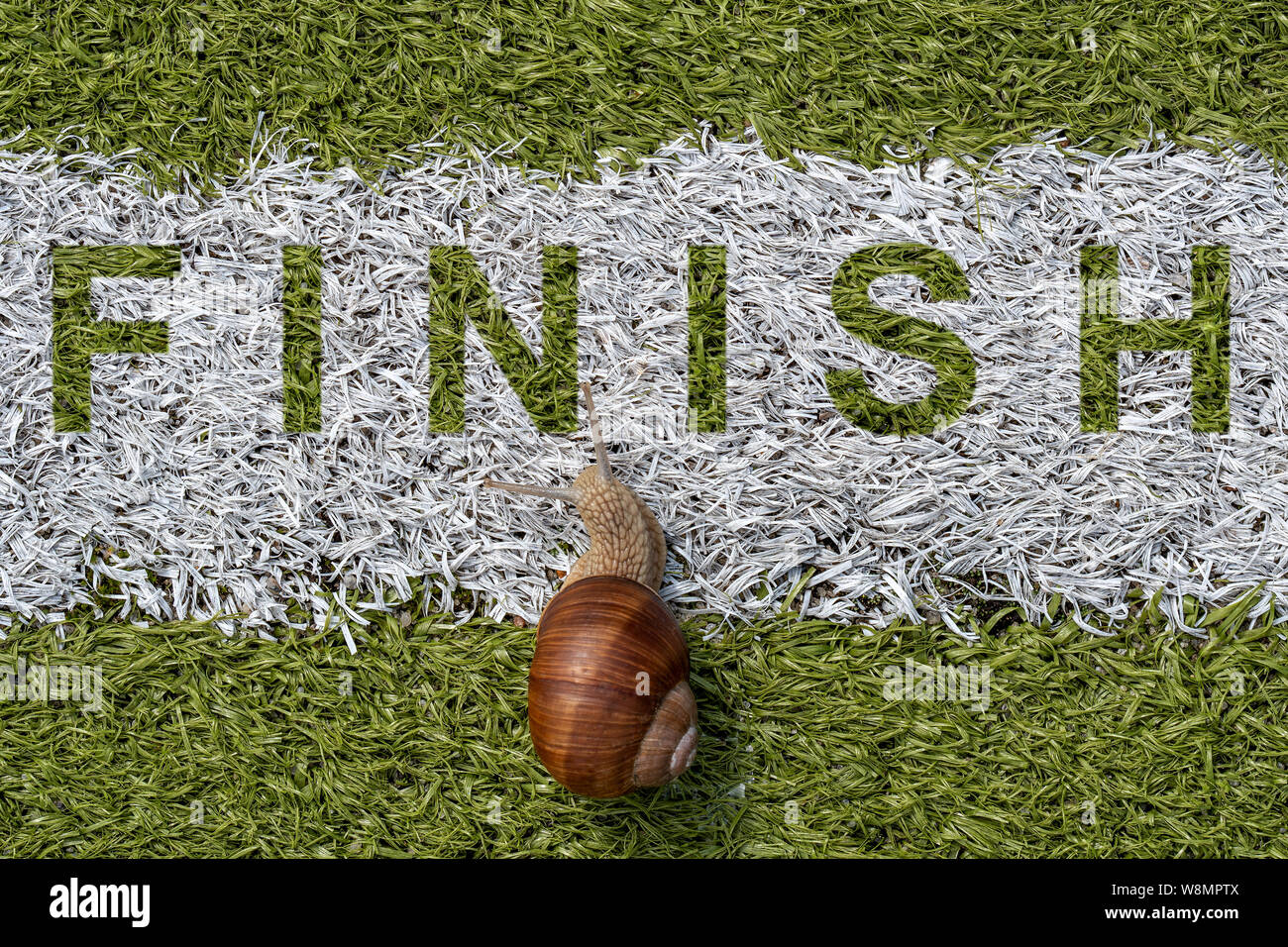 Snail crosses the finish line alone as winner Stock Photo - Alamy