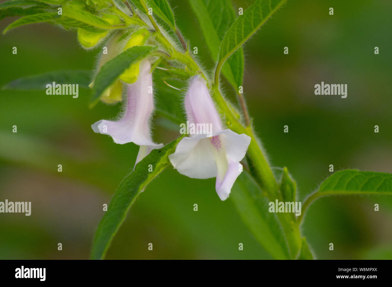 blossom of pink sesame flower Stock Photo - Alamy
