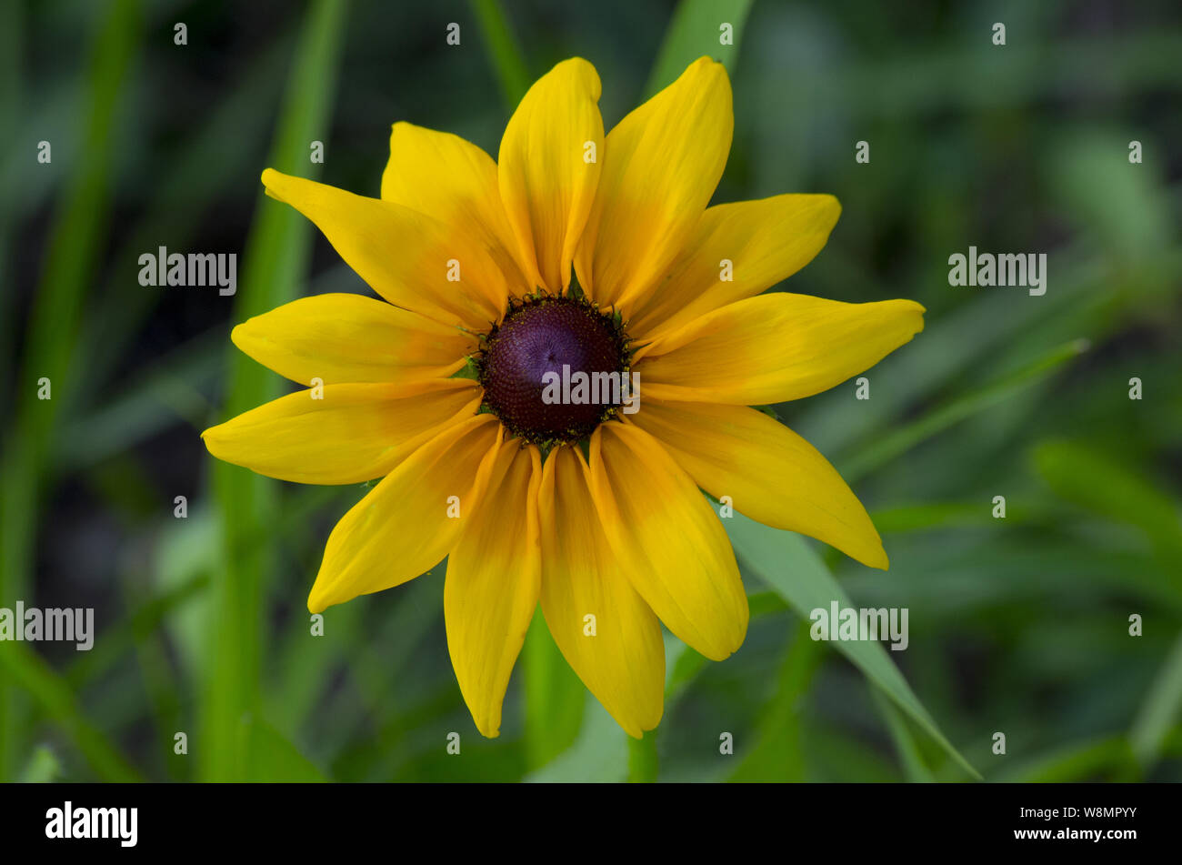 yellow cone flower Stock Photo - Alamy