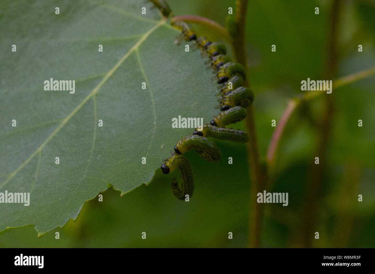 green larva on the leaf Stock Photo - Alamy