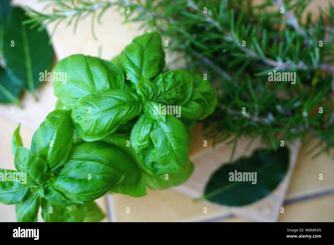 Green aromatic leaves of the basil plant, view from above, with ...