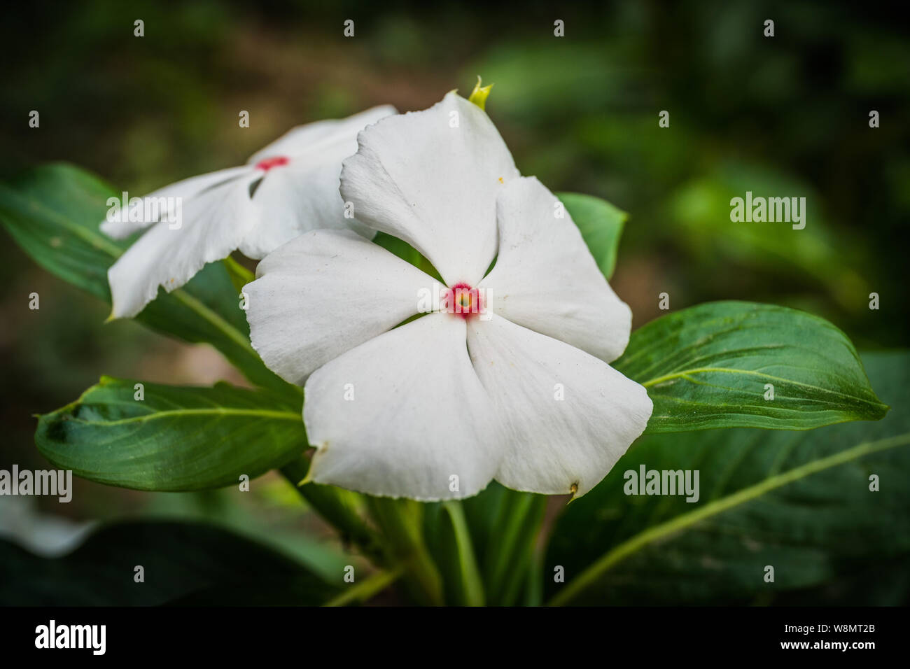 Indian Periwinkle High Resolution Stock Photography and Images - Alamy