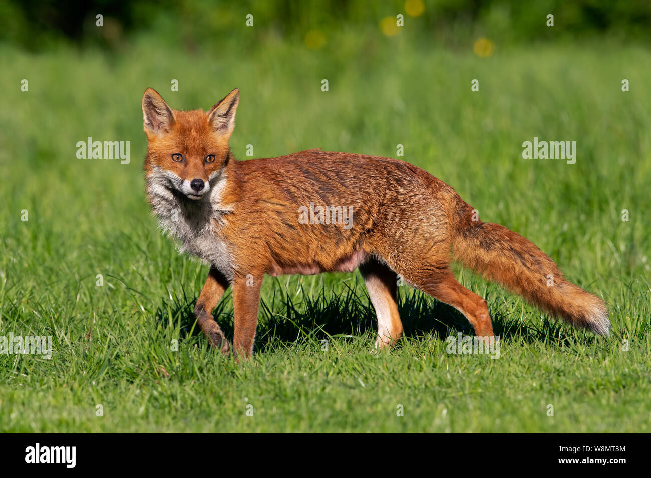 Red fox in summer hi-res stock photography and images - Alamy
