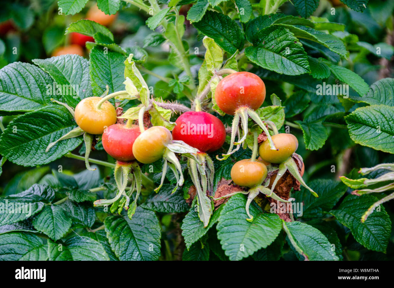 Late summer seed heads hi-res stock photography and images - Alamy