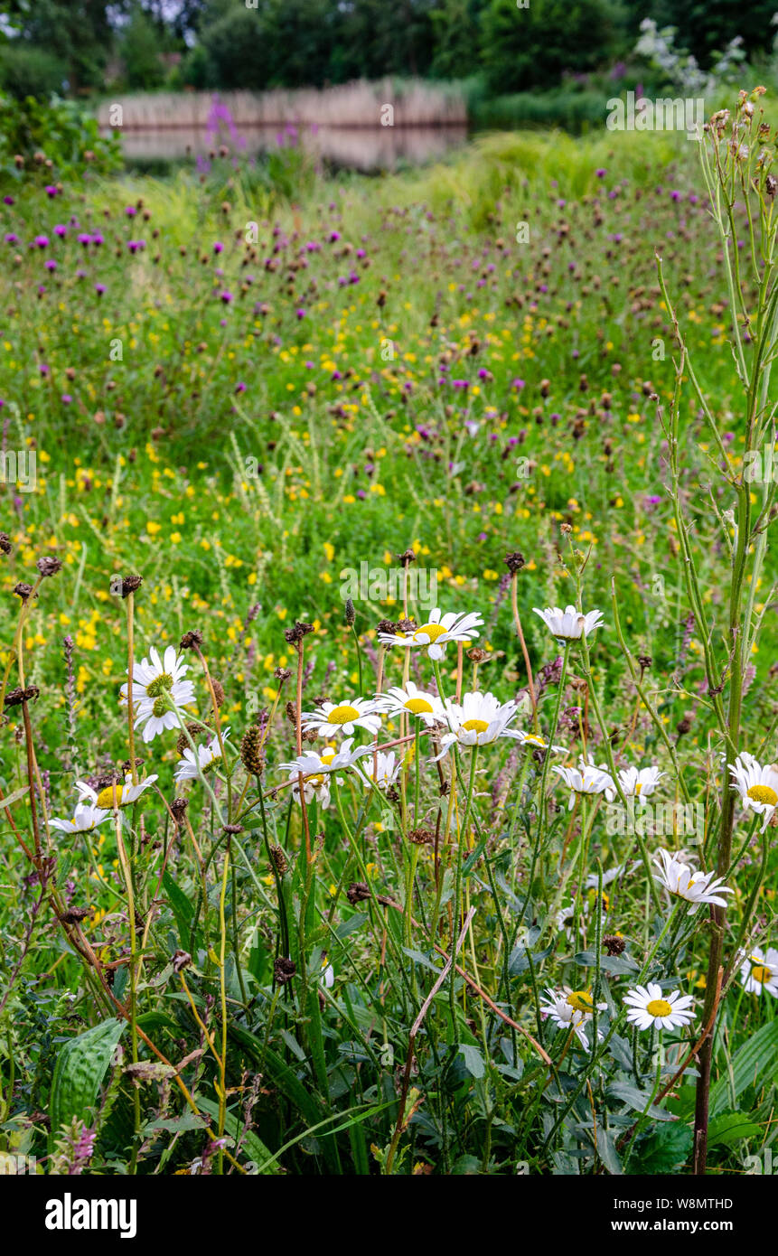 Ox eye daisies in a meadow of wild flowers Stock Photo - Alamy
