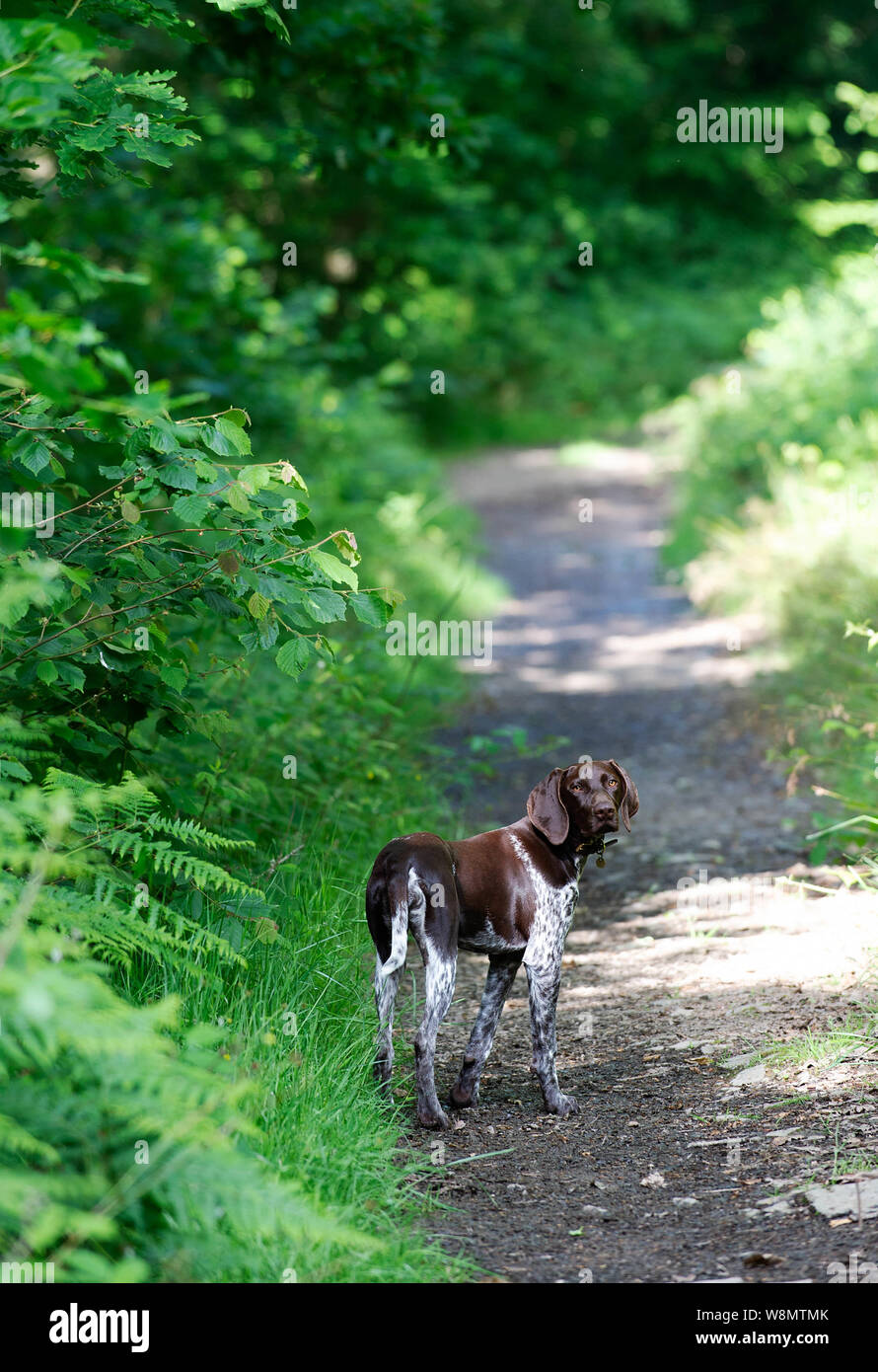 German Short-haired Pointer Stock Photo - Alamy