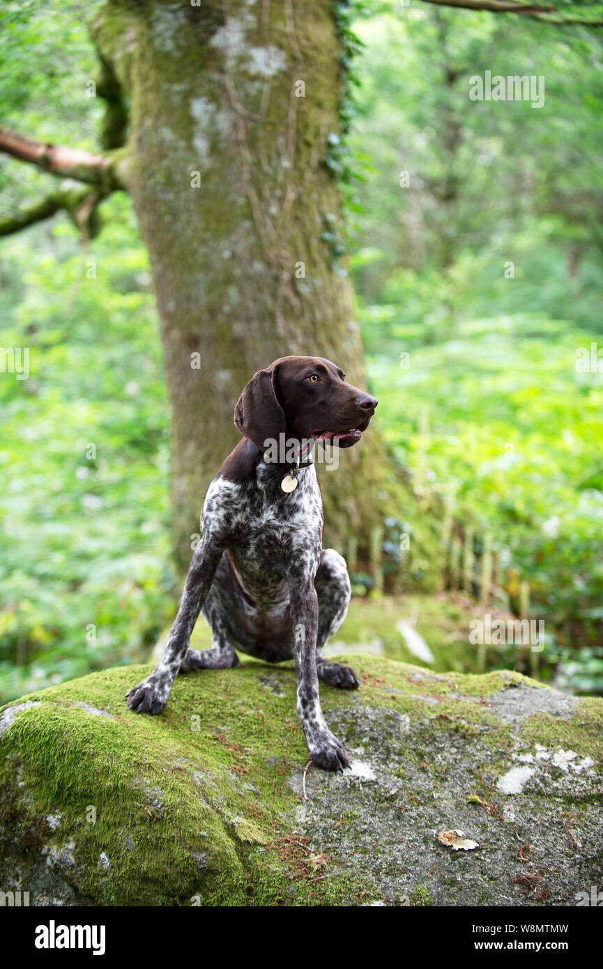 German Short-haired Pointer Stock Photo - Alamy