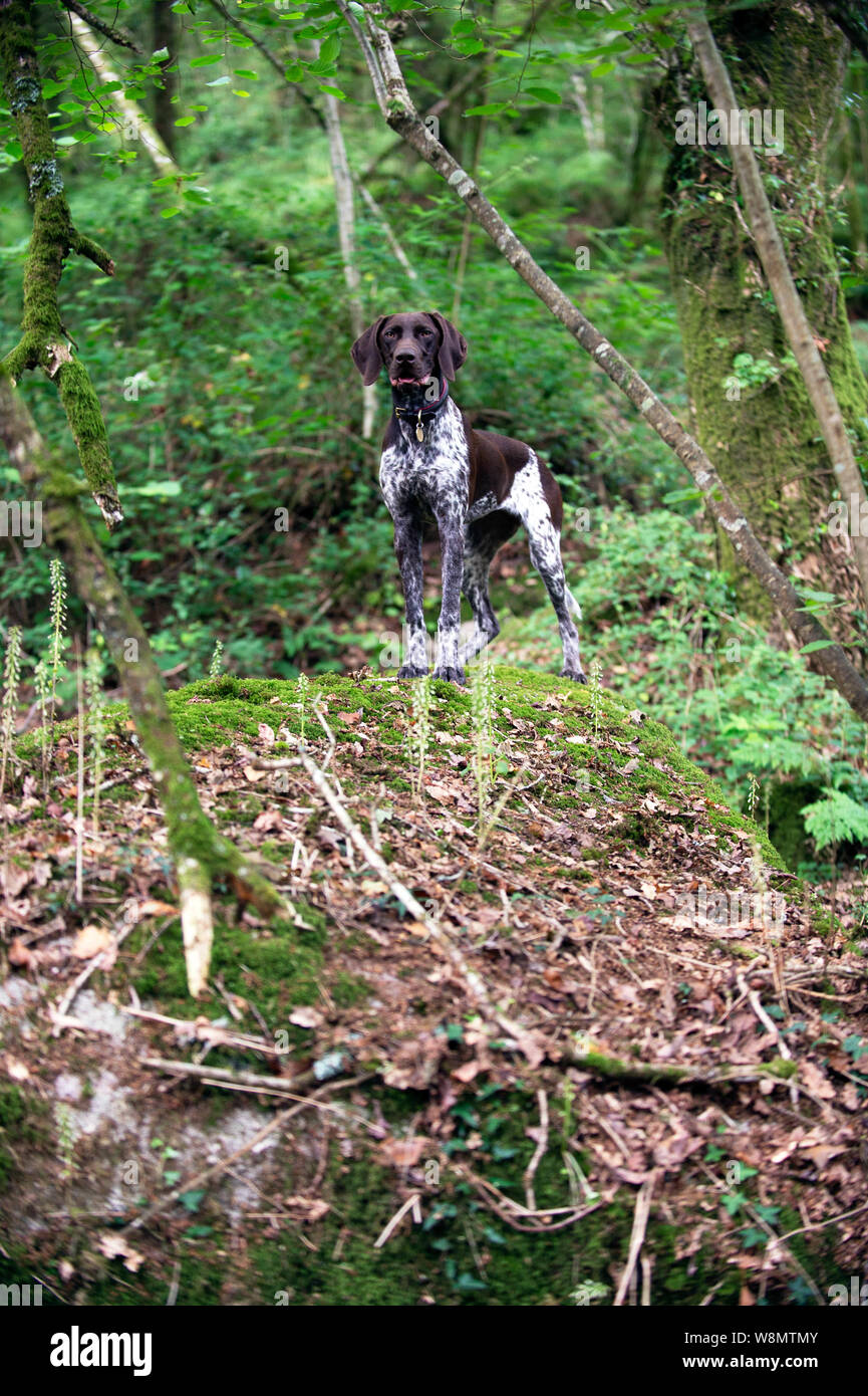 German Short-haired Pointer Stock Photo - Alamy