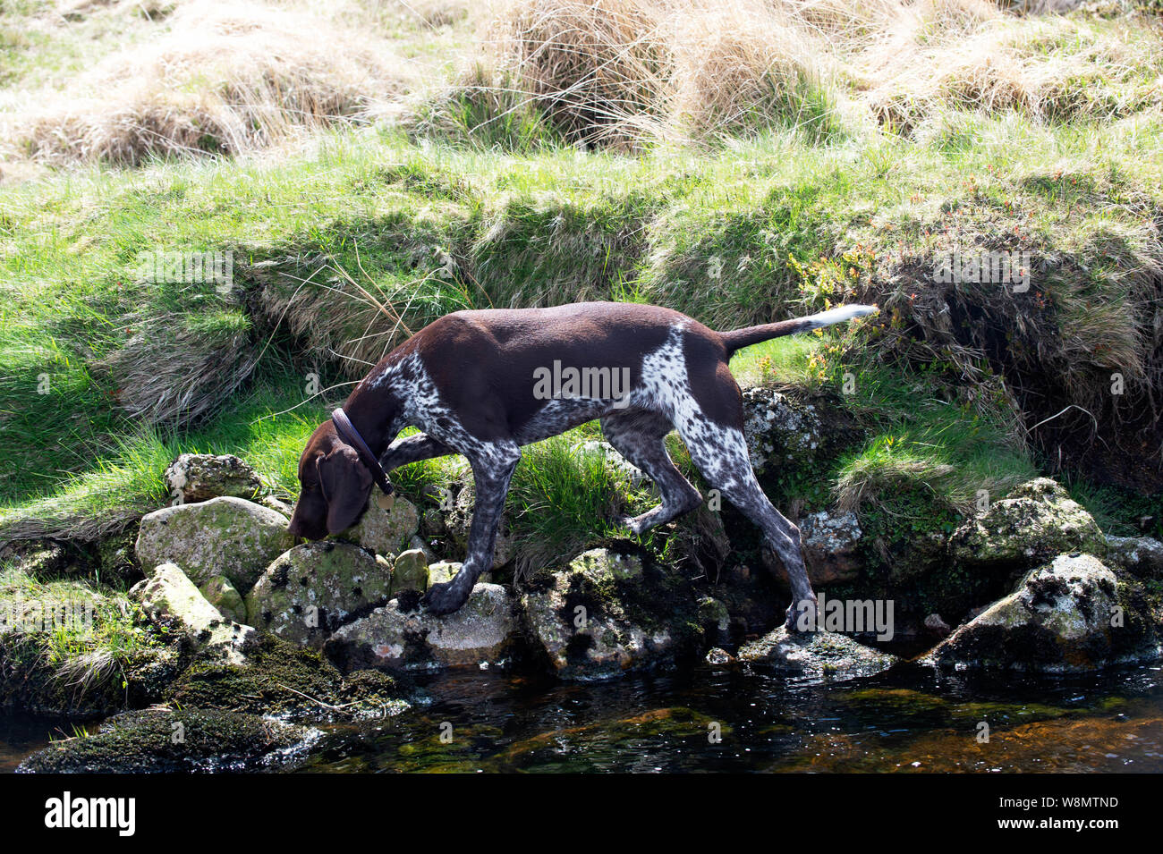 West Dart River, near Beardown Tors, Dartmoor Stock Photo - Alamy