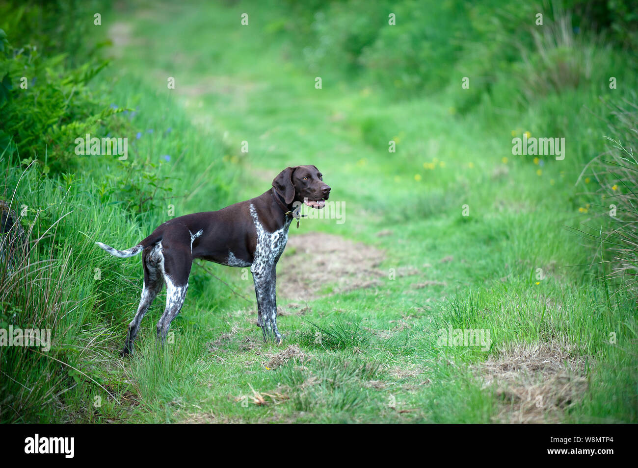 German Short-haired Pointer Stock Photo - Alamy