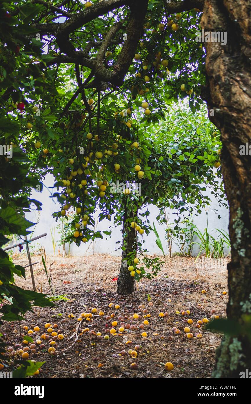 Lemon tree in Portugal. Summer time. Natural light Stock Photo - Alamy