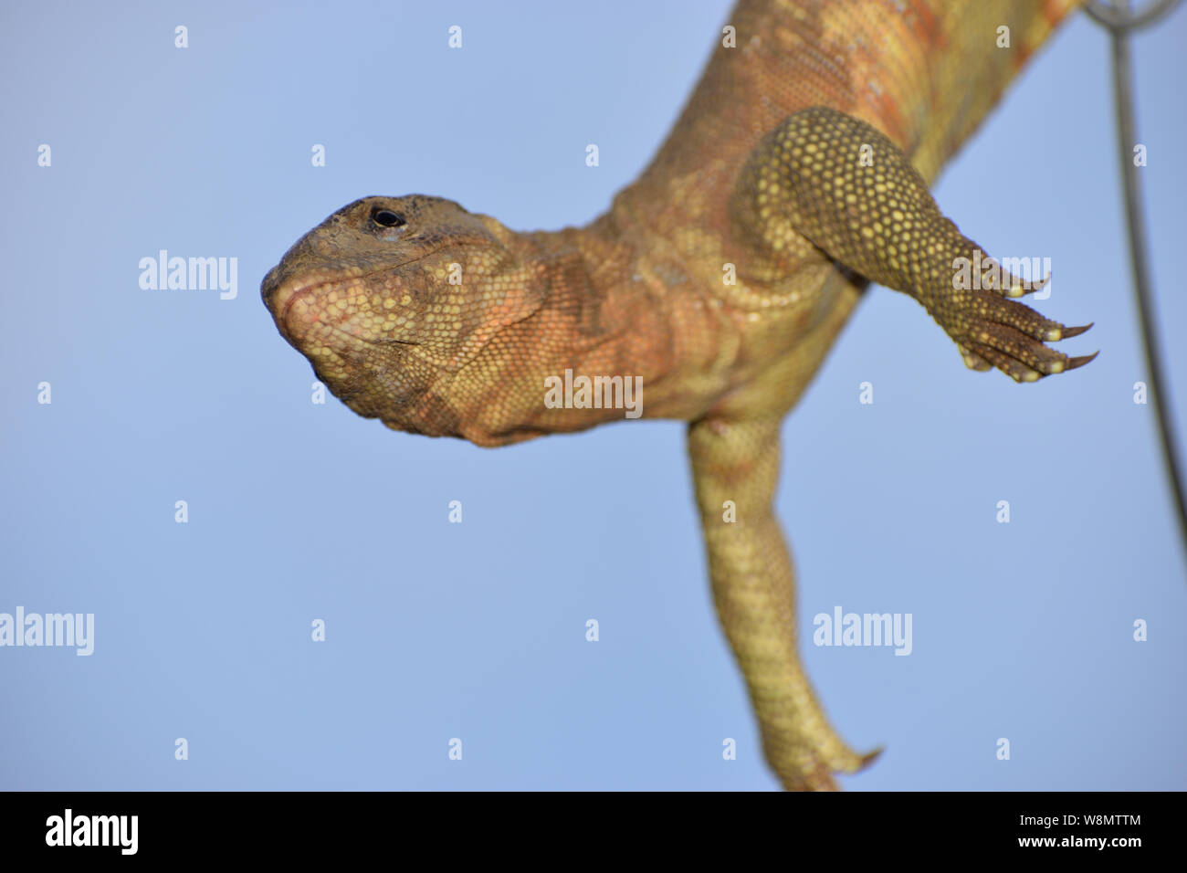 Lizad hi-res stock photography and images - Alamy