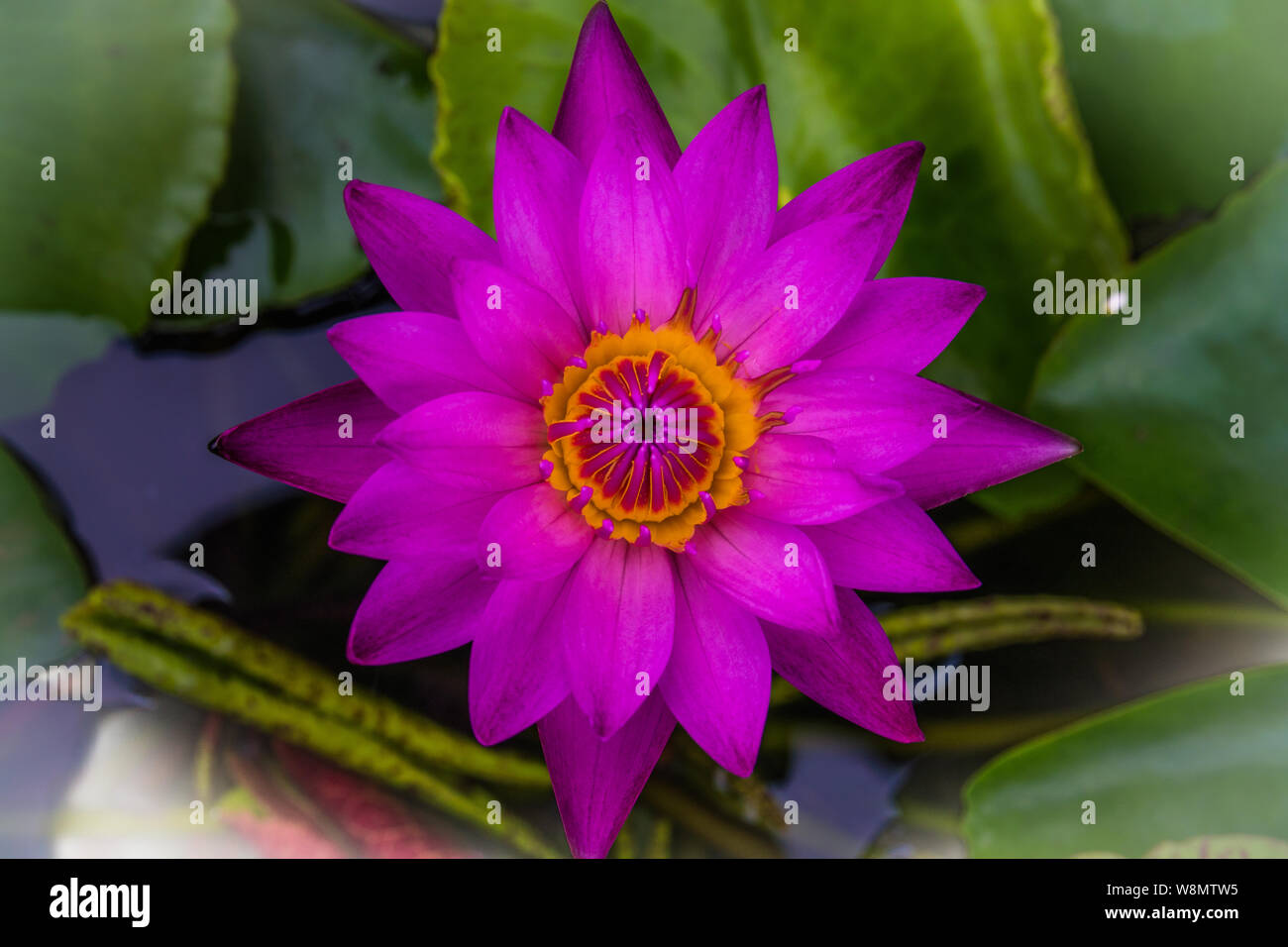 Purple lotus flower top view hi-res stock photography and images - Alamy