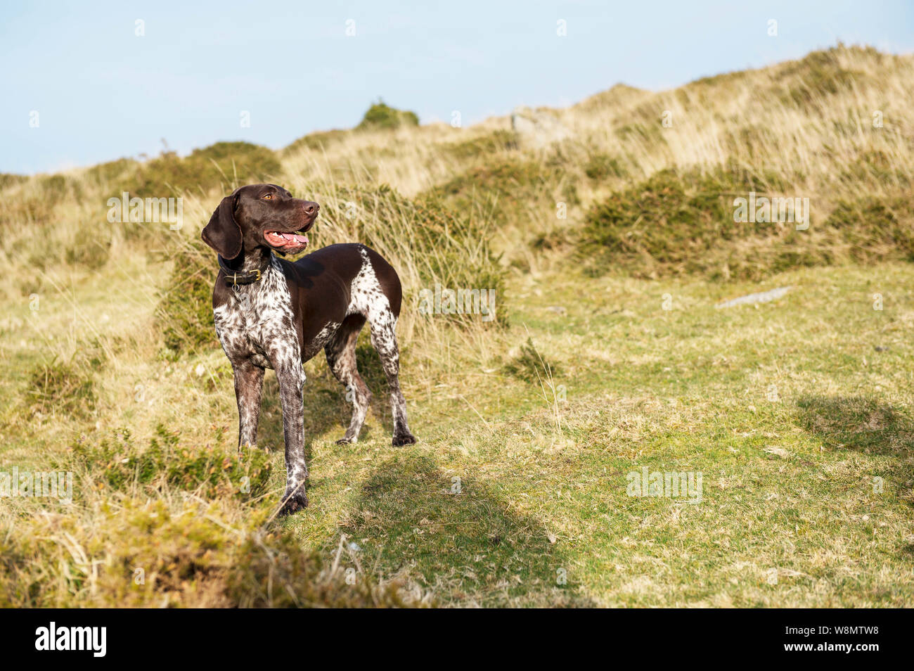 German Short-haired Pointer Stock Photo - Alamy