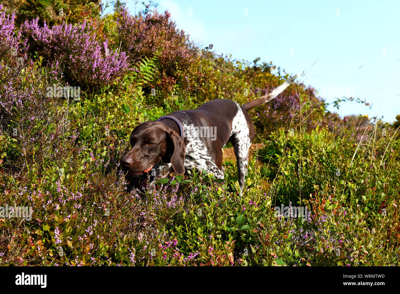 German Short-haired Pointer Stock Photo - Alamy