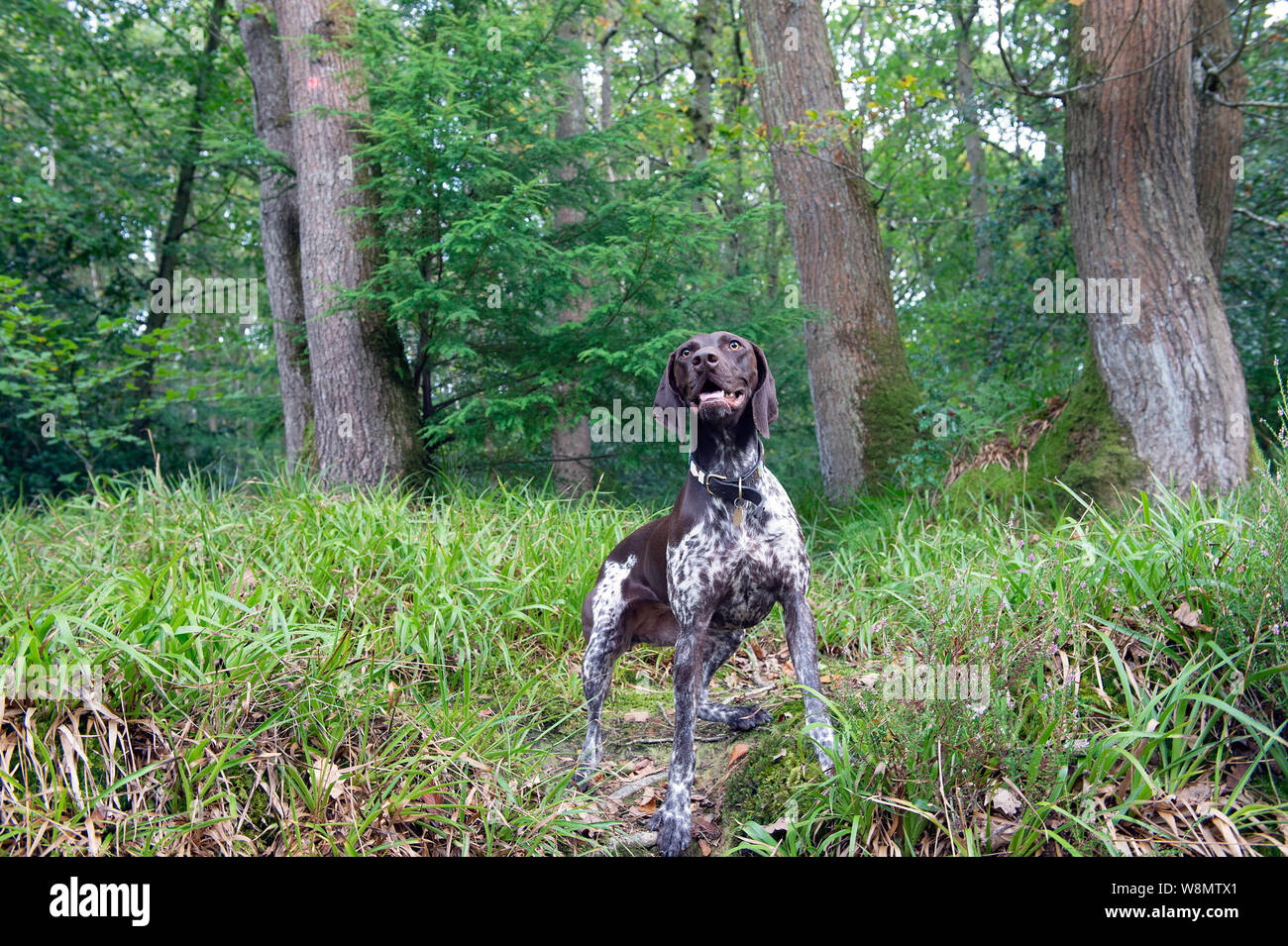German Short-haired Pointer Stock Photo - Alamy