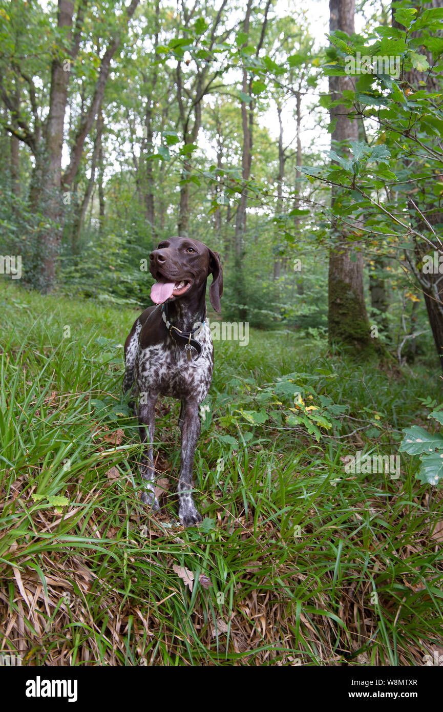 German Short-haired Pointer Stock Photo - Alamy